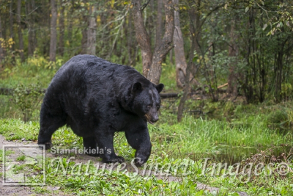 Black Bear Photography Tours - Naturesmart