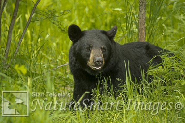 Black Bear Photography Tours - Naturesmart