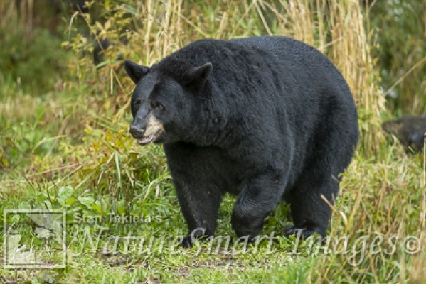 Black Bear Photography Tours - Naturesmart