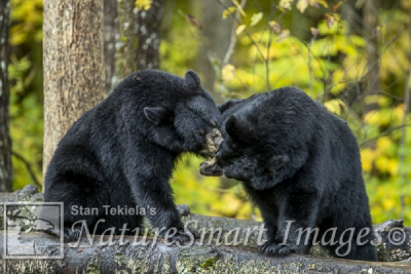 Black Bear Photography Tours - Naturesmart