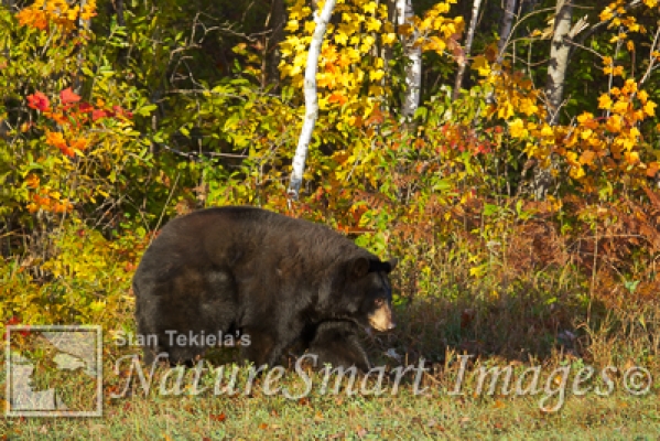 Black Bear Photography Tours - Naturesmart