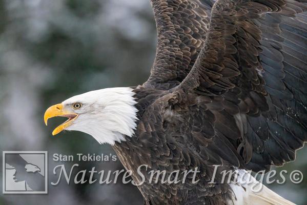 Bald Eagles and Sea Otters - Naturesmart
