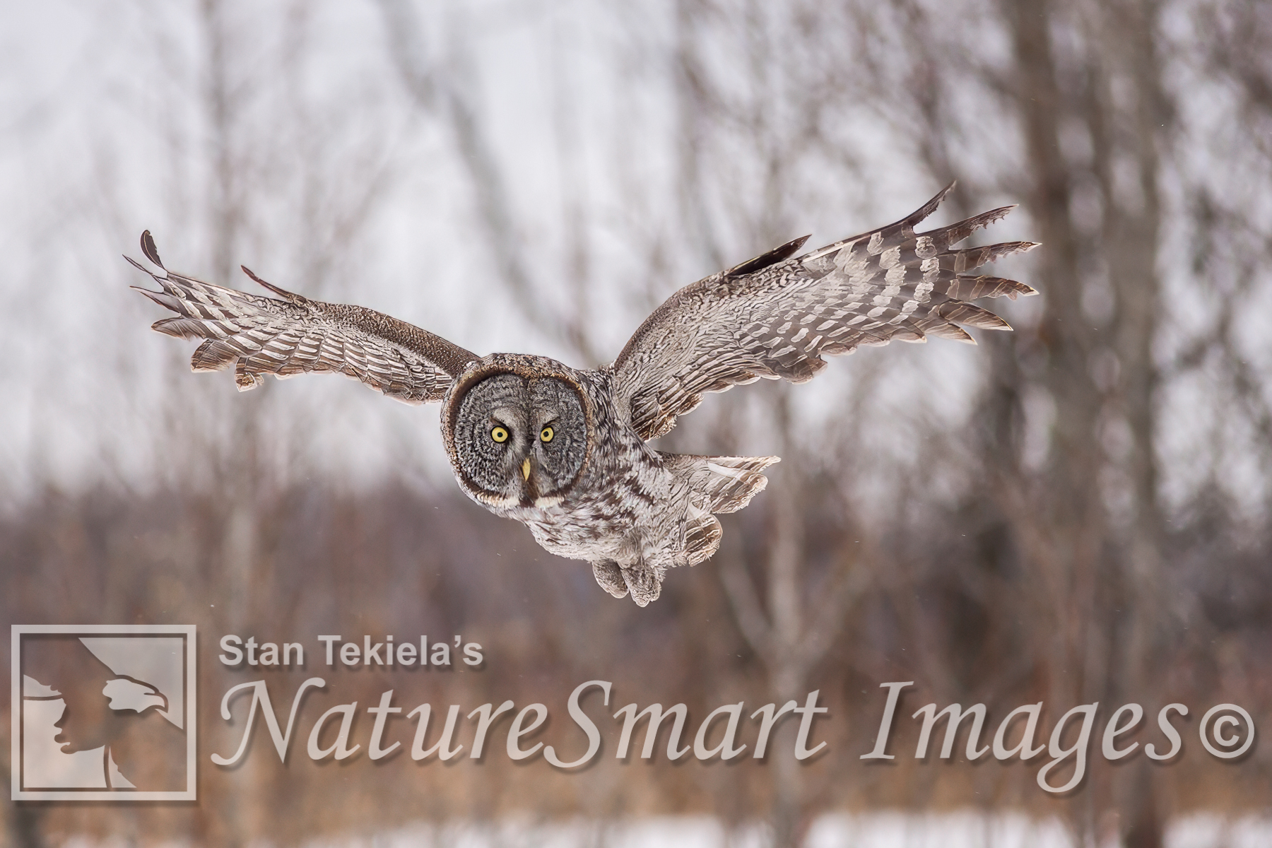 Great Gray Owl - Naturesmart