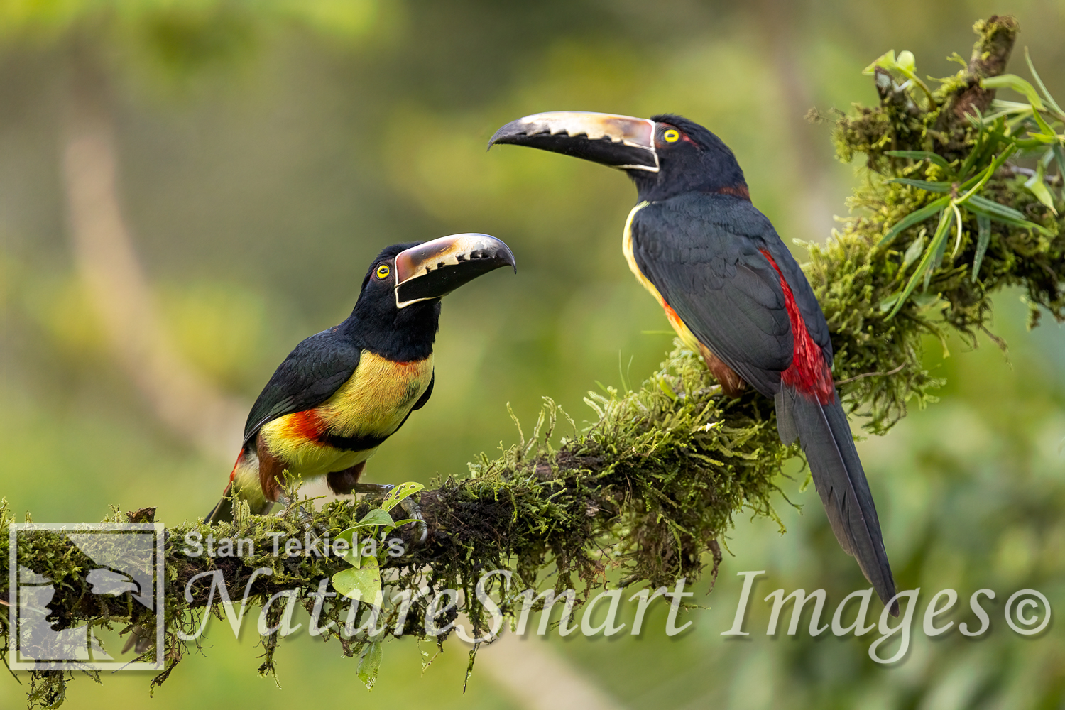 Costa Rica: Wildlife and Birds 2027 - Naturesmart