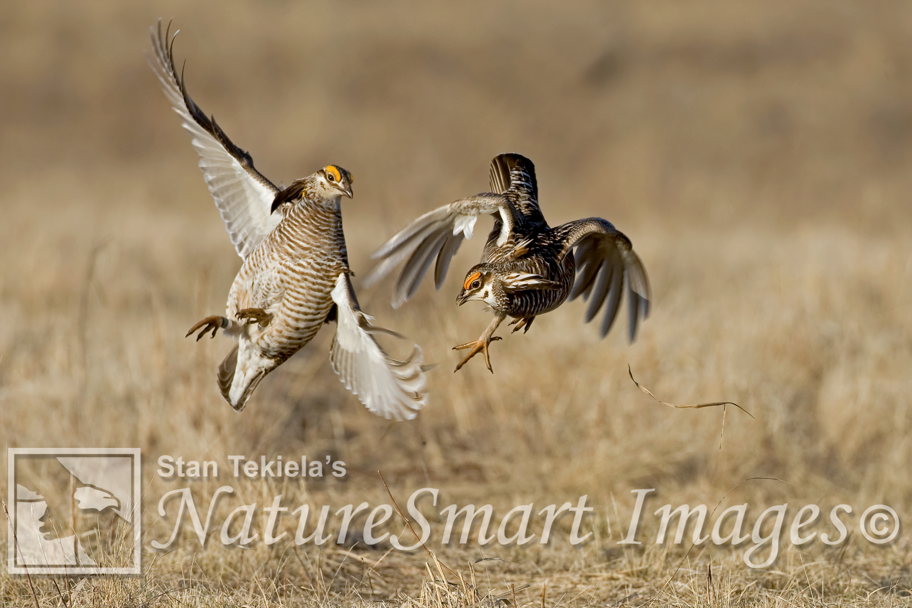 Greater Prairie Chicken - Naturesmart