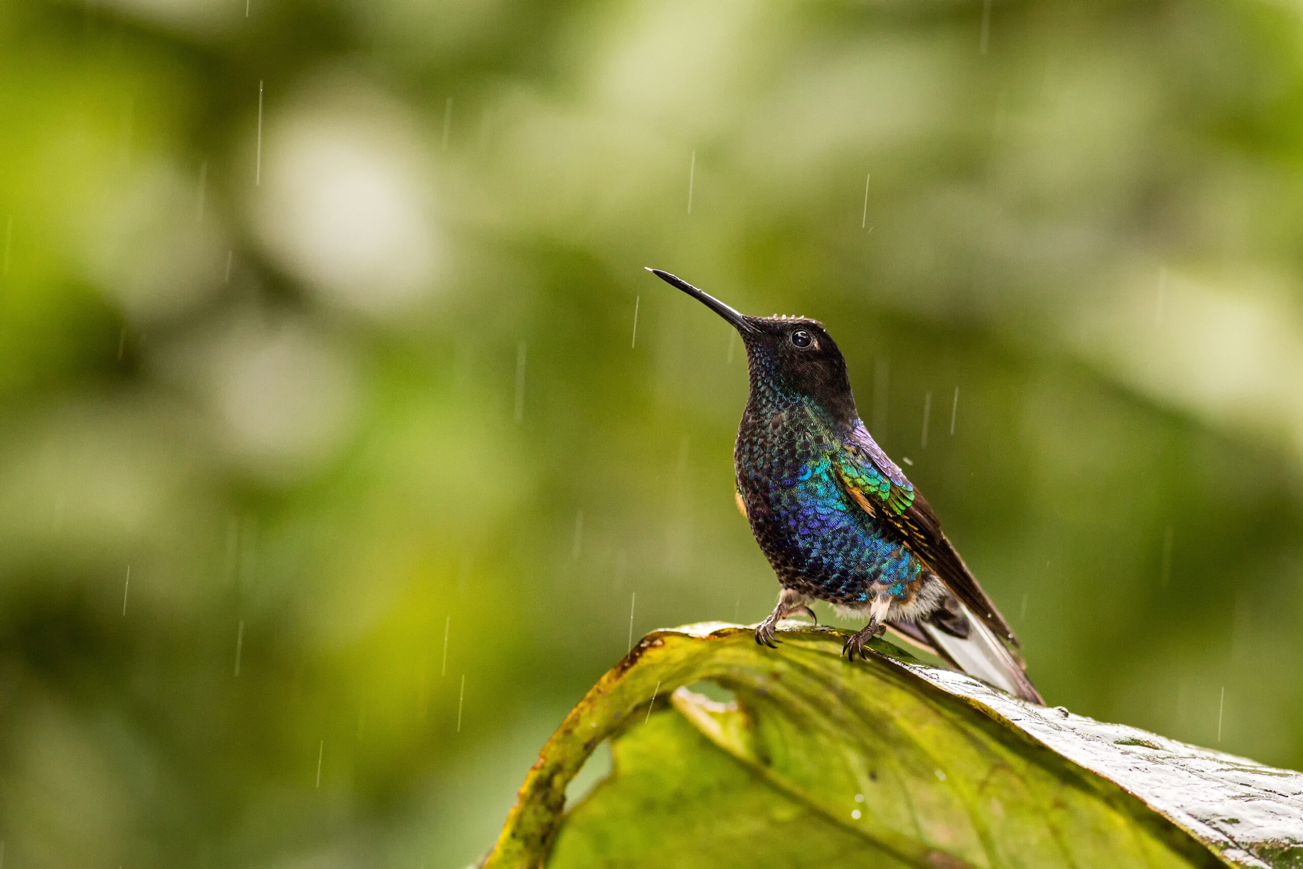 Bird Photography in the Choco-Andes - Naturesmart