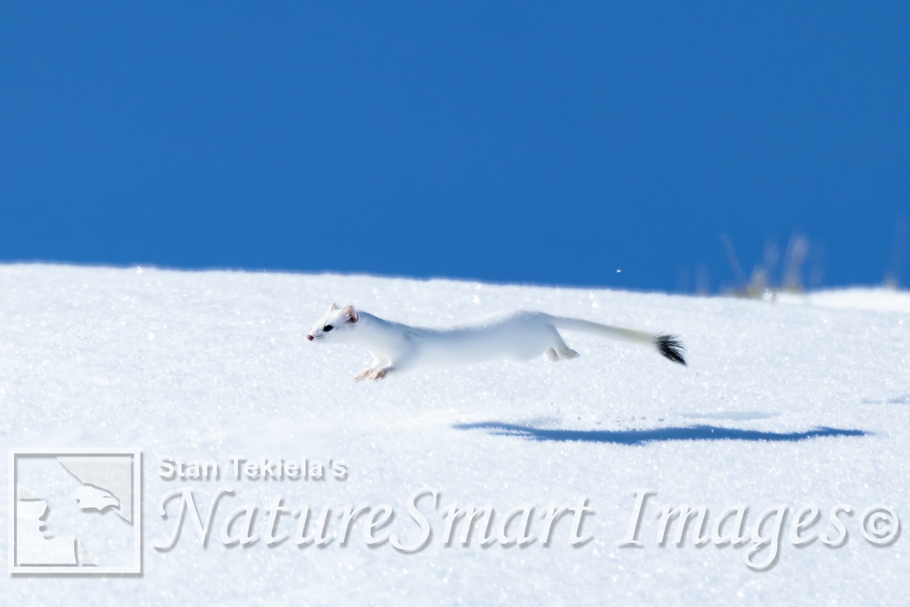 Weasels - Nature Smart